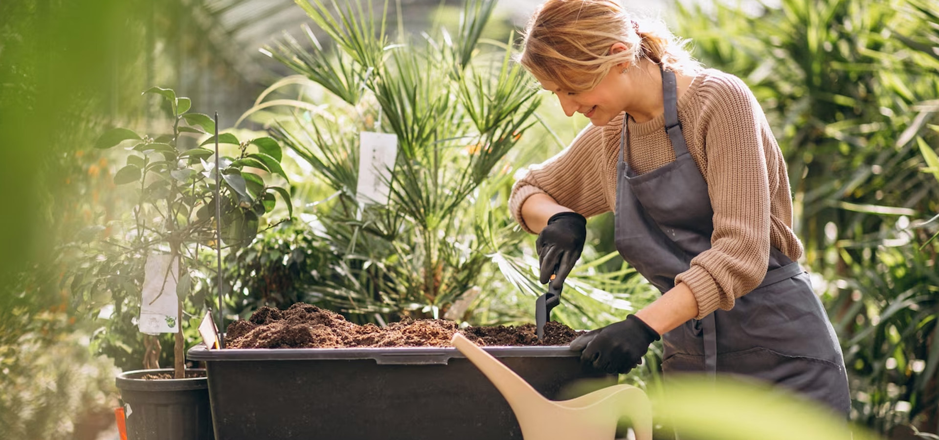 Donate a Plant – Plant a Tree in Your or a Loved One’s Name - eVatika